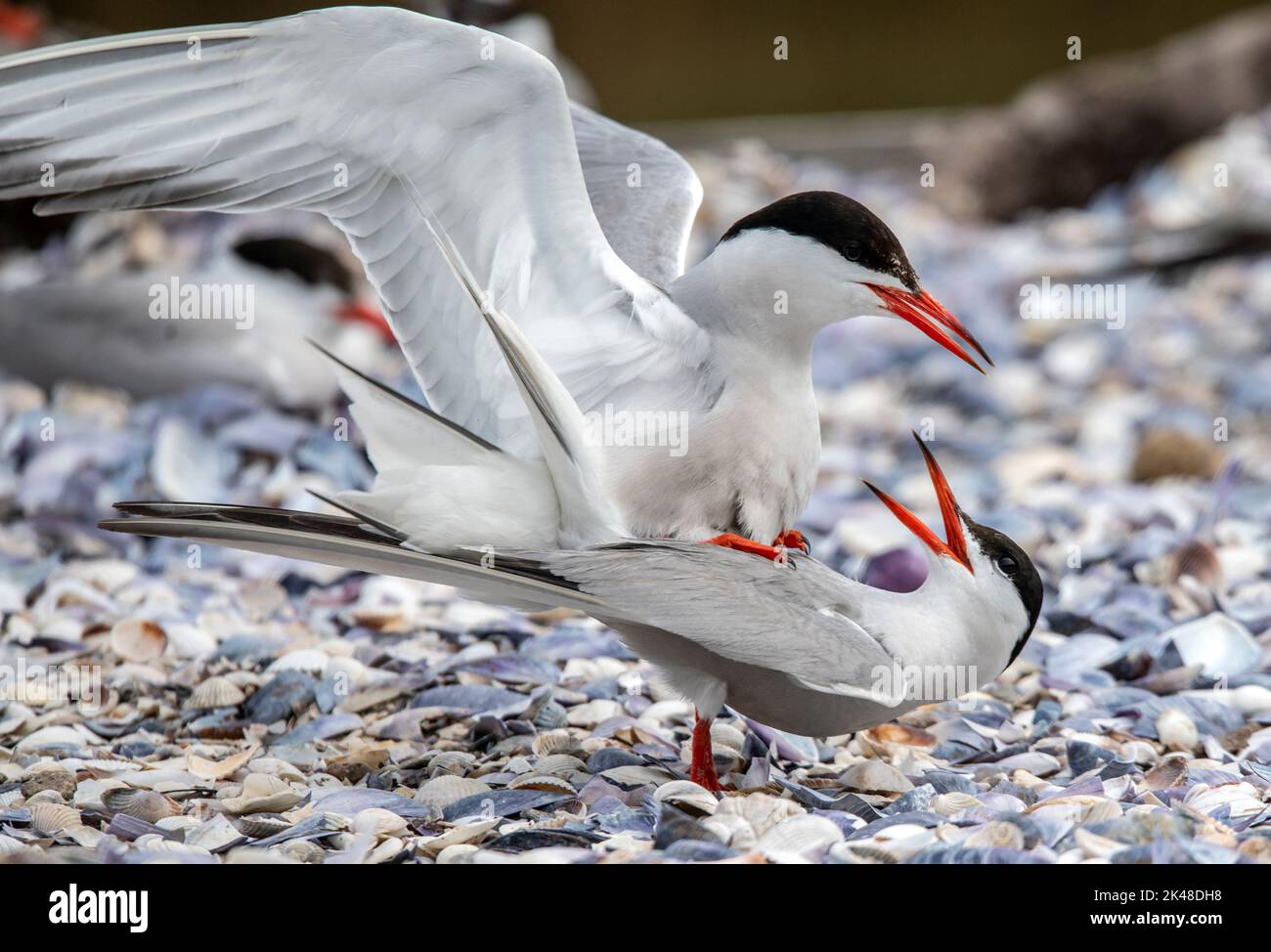 Bulgaria Europe July 2022: A small Tern colney breeding on man made ...