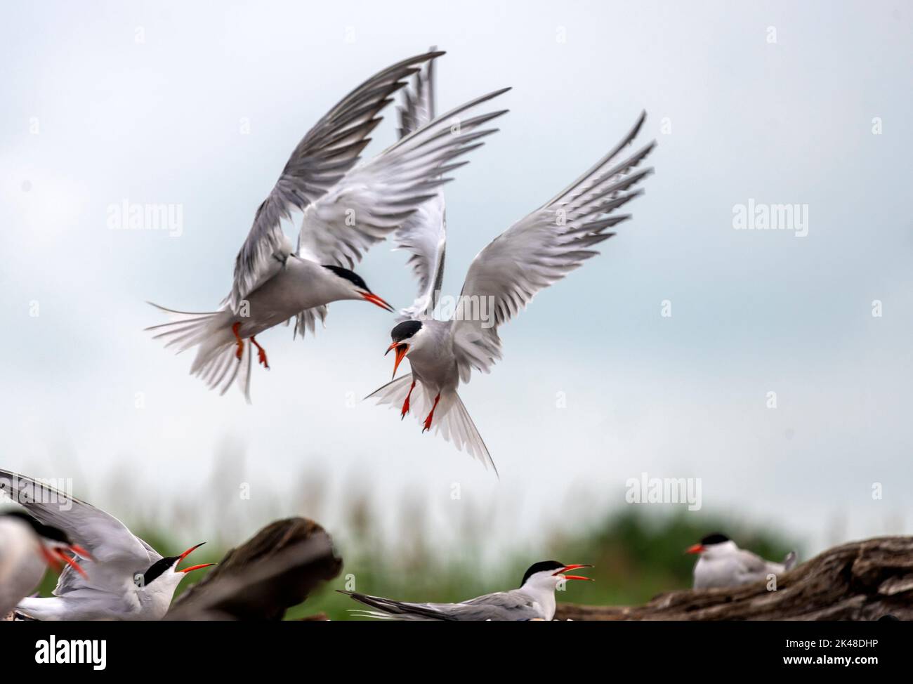 Bulgaria Europe July 2022: A small Tern colney breeding on man made ...