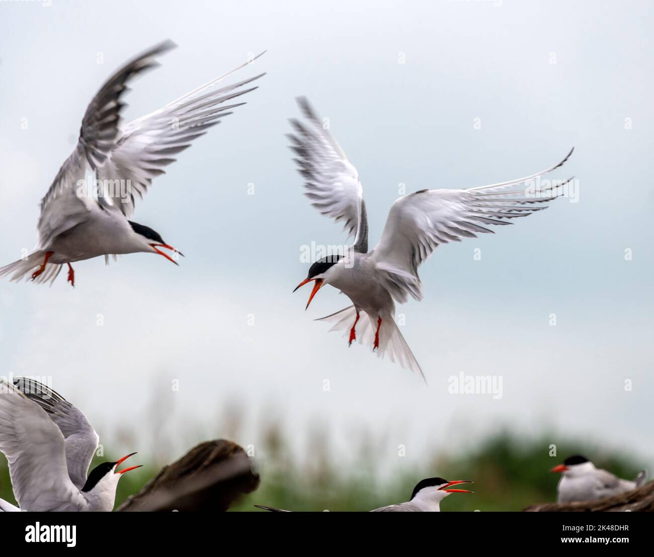 Bulgaria Europe July 2022: A small Tern colney breeding on man made ...