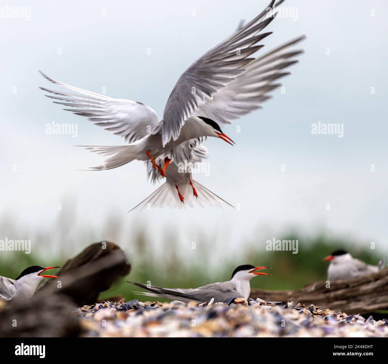 Bulgaria Europe July 2022: A small Tern colney breeding on man made ...