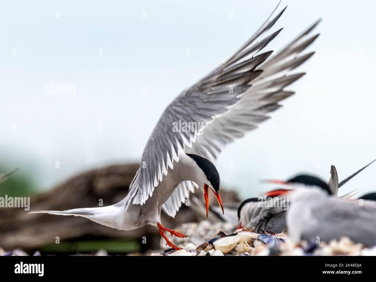 Bulgaria Europe July 2022: A small Tern colney breeding on man made ...