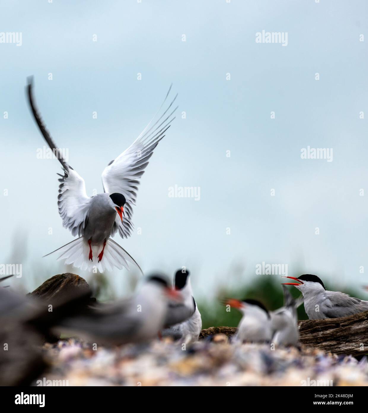 Bulgaria Europe July 2022: A small Tern colney breeding on man made ...