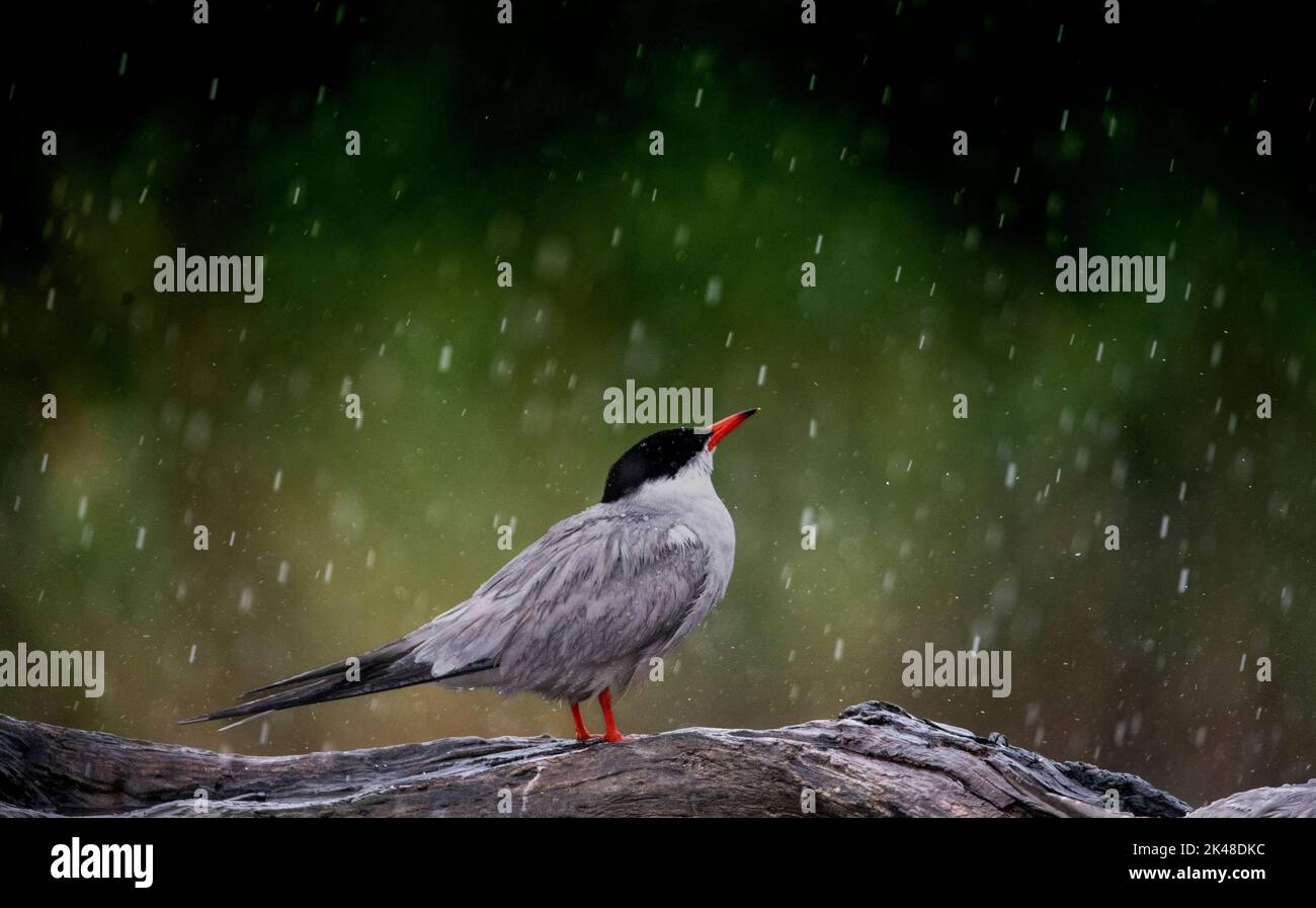 Bulgaria Europe July 2022: A small Tern colney breeding on man made ...