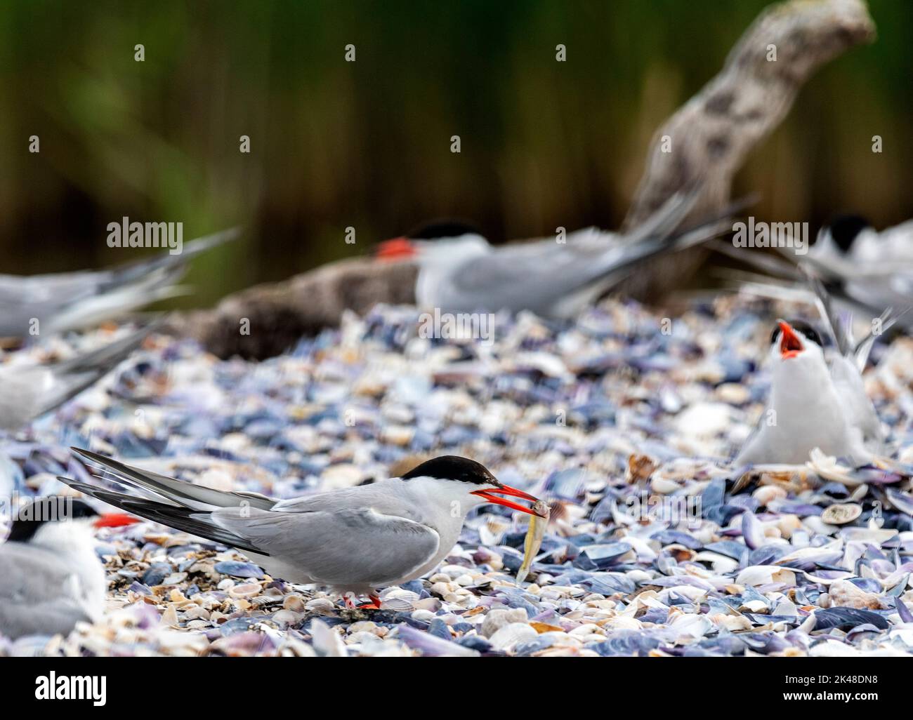 Bulgaria Europe July 2022: A small Tern colney breeding on man made ...