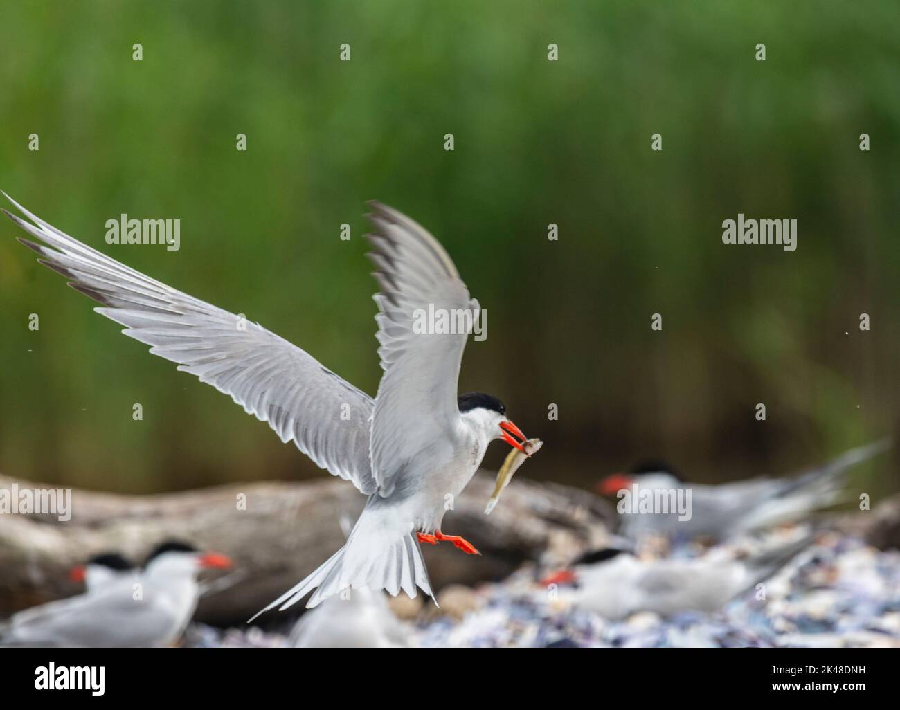Bulgaria Europe July 2022: A small Tern colney breeding on man made ...