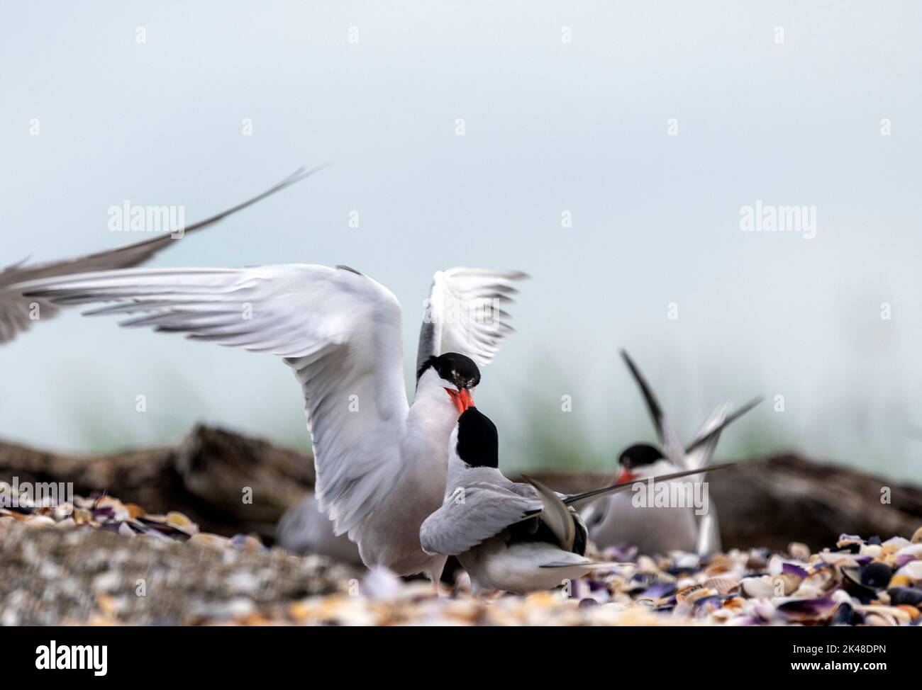 Bulgaria Europe July 2022: A small Tern colney breeding on man made ...
