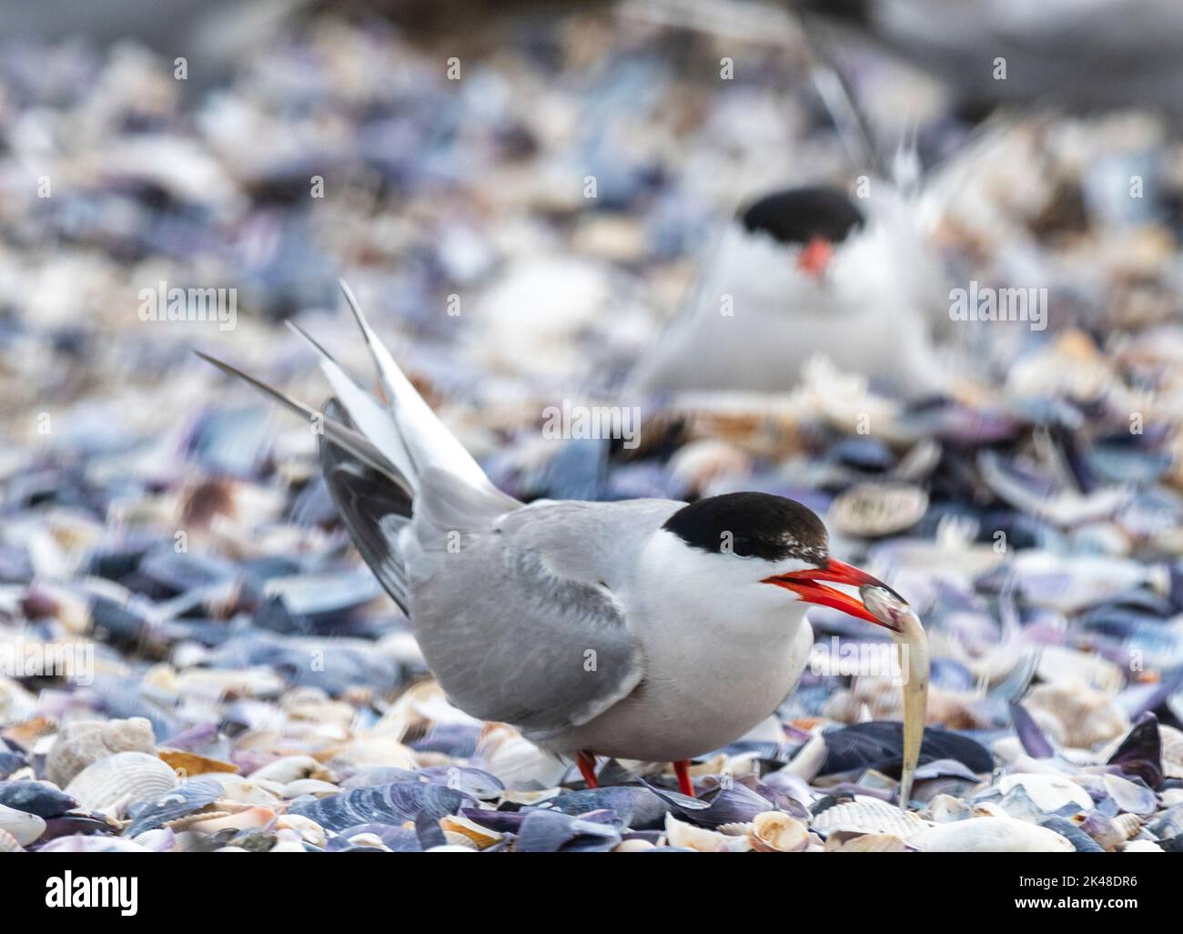 Critically endangered breed hi-res stock photography and images - Alamy