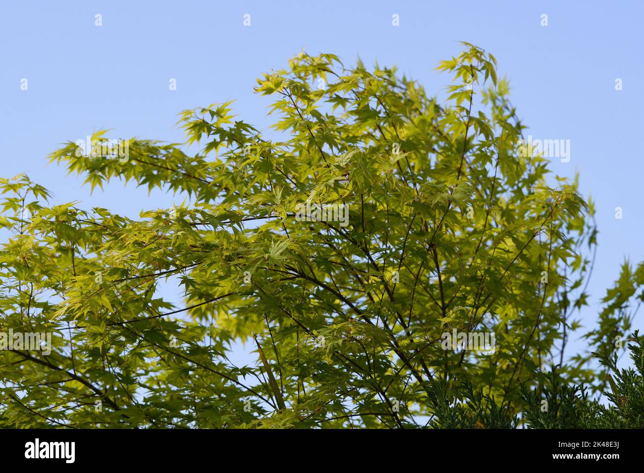 Green acer hi-res stock photography and images - Alamy