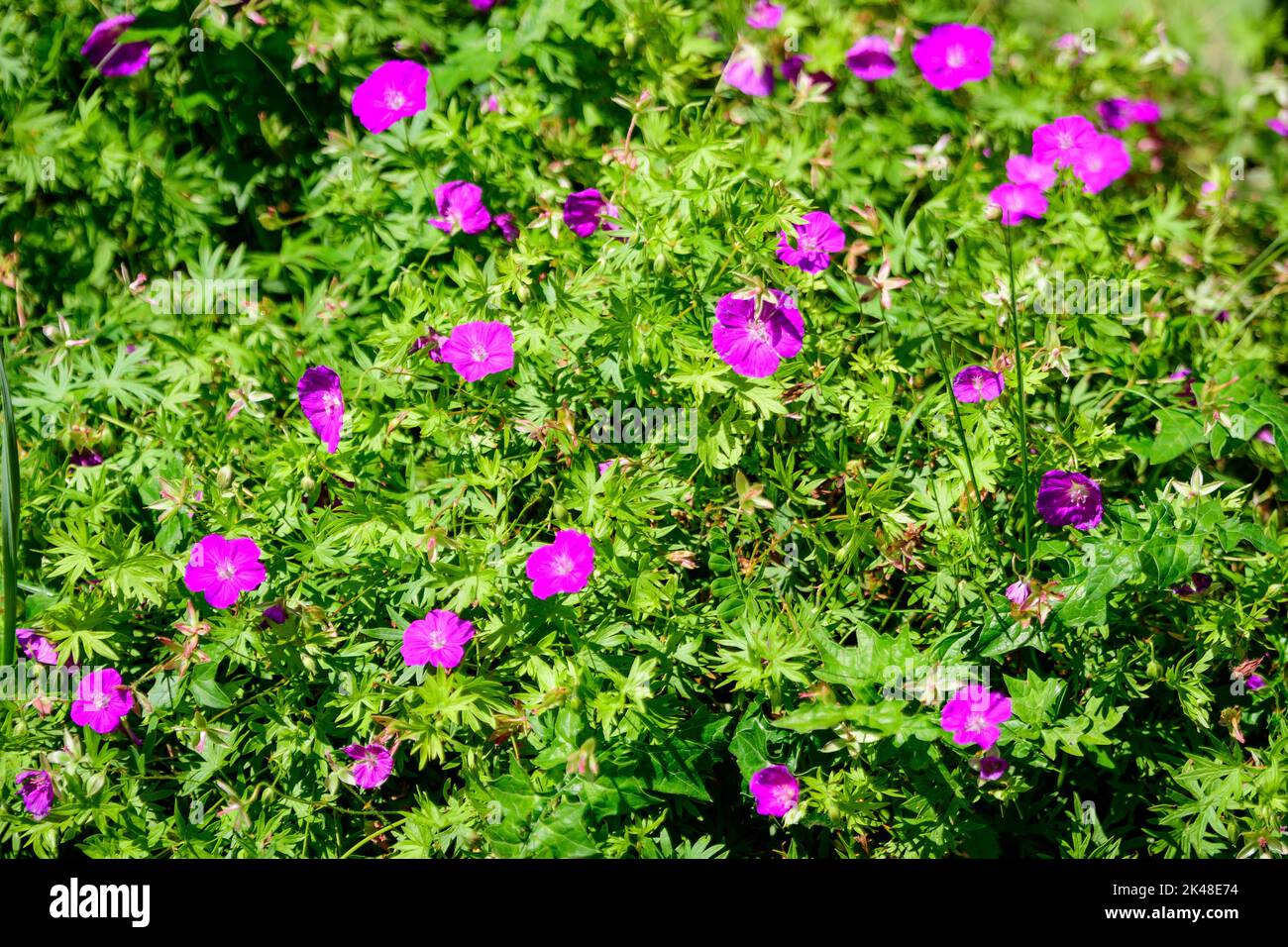 Many delicate light blue flowers of Geranium pratense wild plant ...