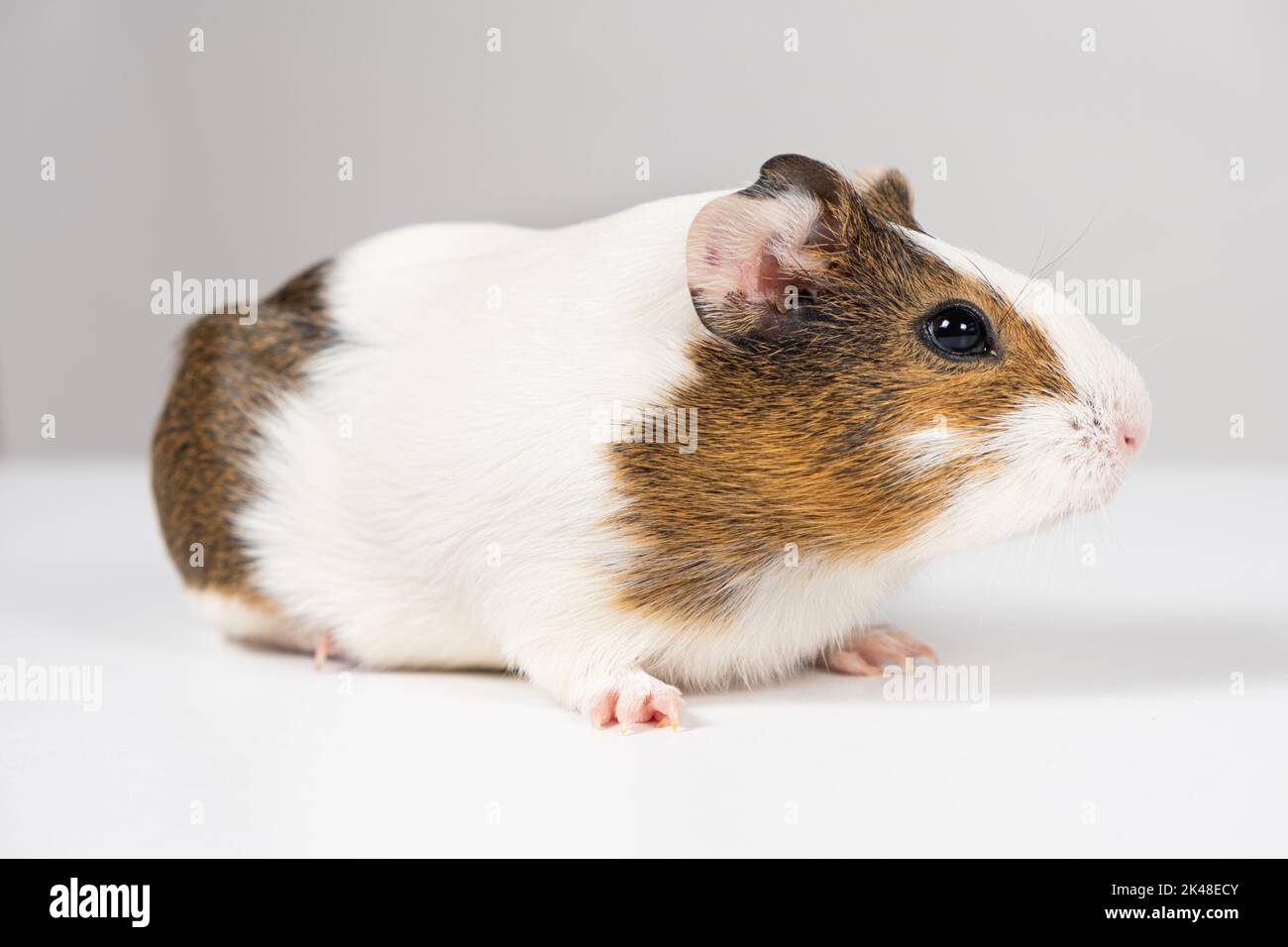 A small guinea pig aged 2 months sits on a white background Stock Photo ...