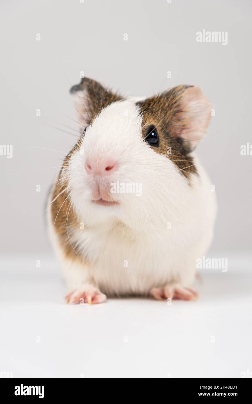 A small guinea pig aged 2 months sits on a white background Stock Photo ...