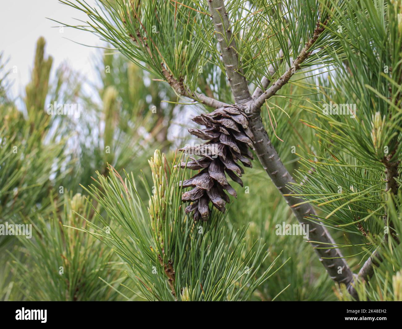 Single cone on the branch of a Macedonian pine (latin name: Pinus peuce ...
