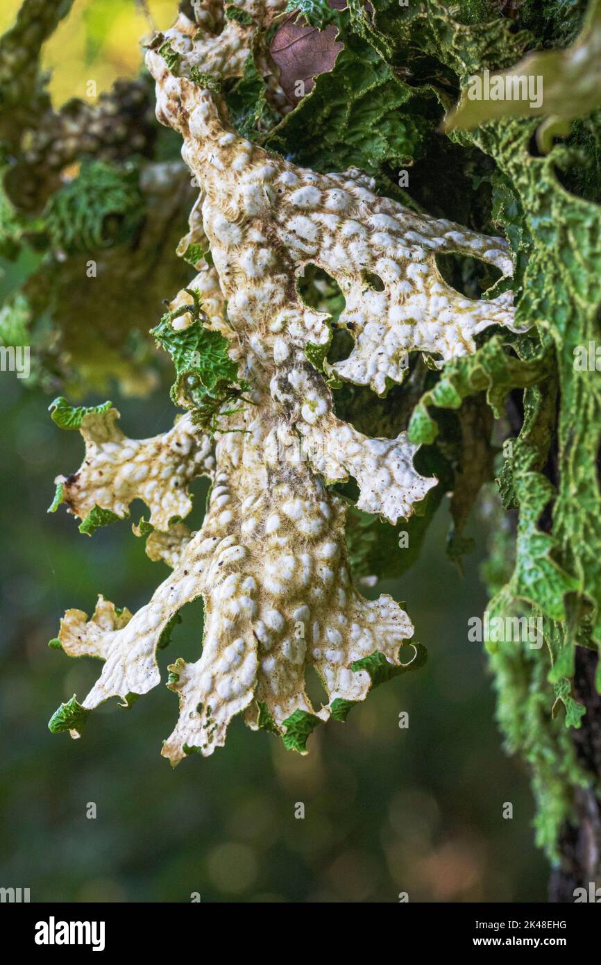 Macro, Detailed Image of Tree Lungwort Lichen (Lobaria pulmonaria ...