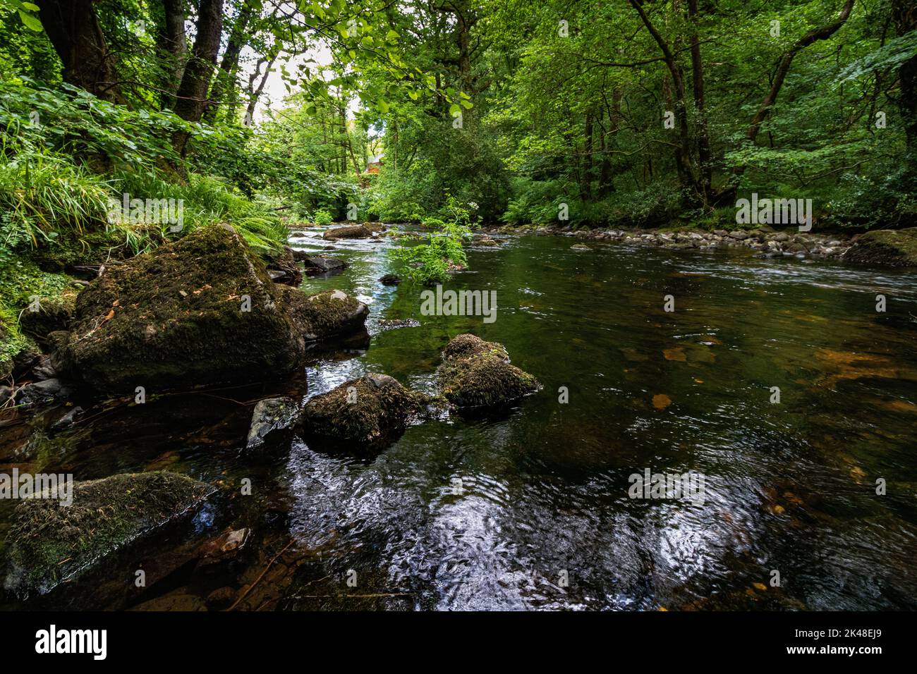 Lush Spring View of the River Teign Looking Downstream with Fingle ...