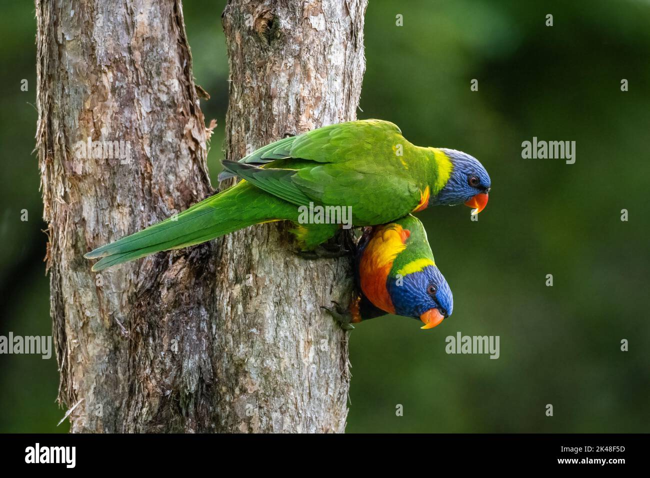 Two rainbow lorikeets parrot hanging off a tree trunk (Trichoglossus ...