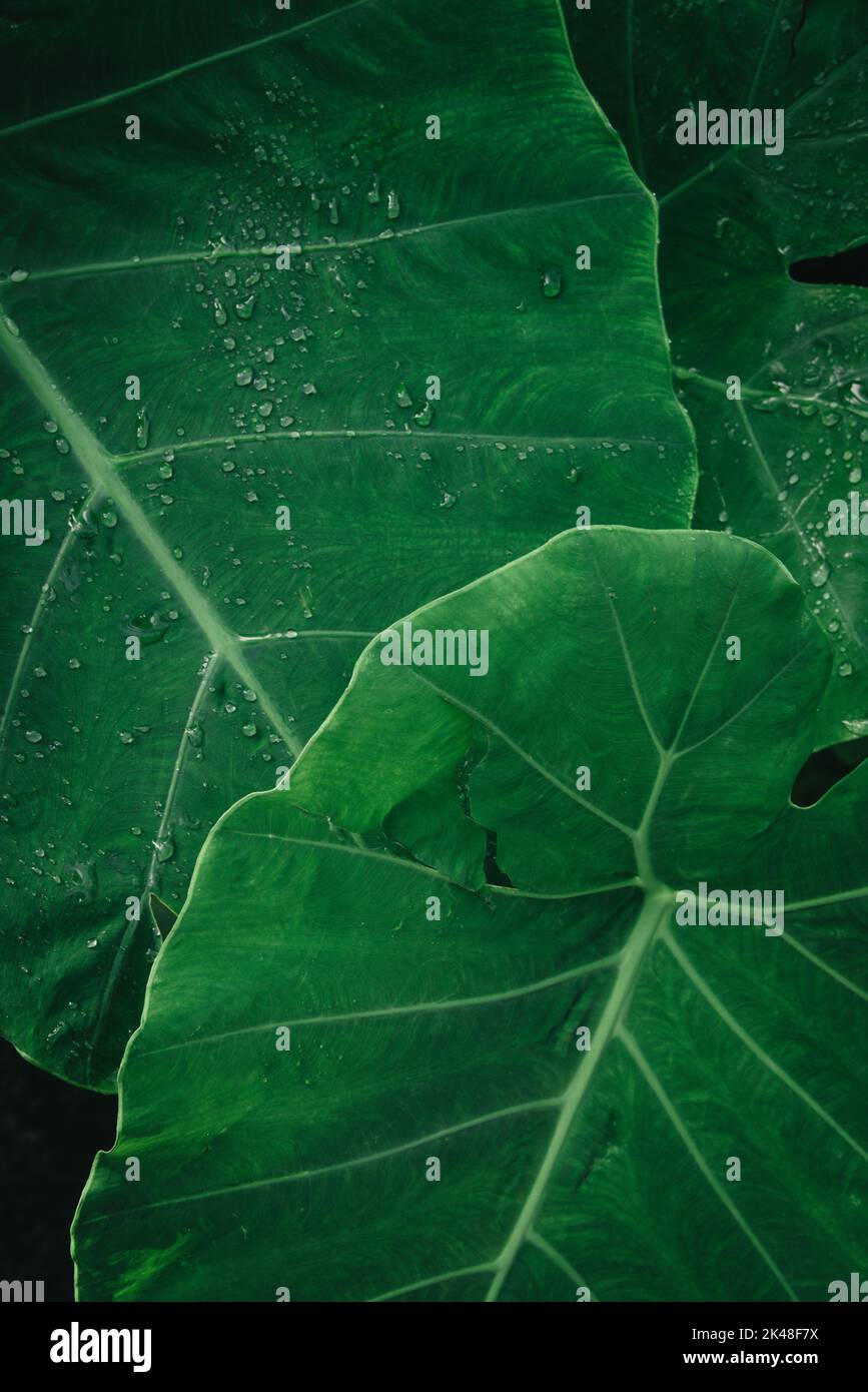Close up Elephant ear plant leaves with water drops Stock Photo - Alamy
