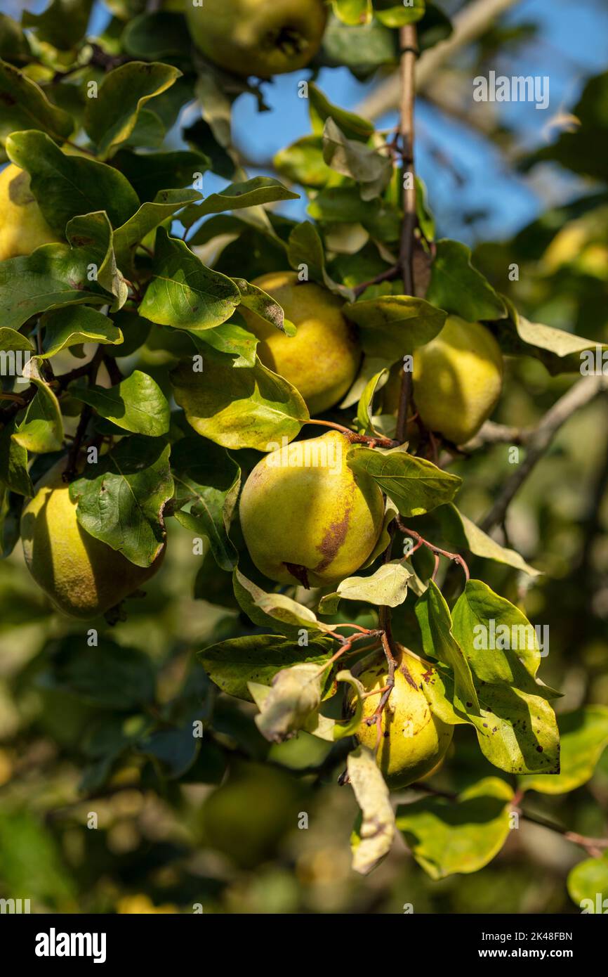Deliciously aromatic Quince Bereczki, natural close-up food ingredient ...