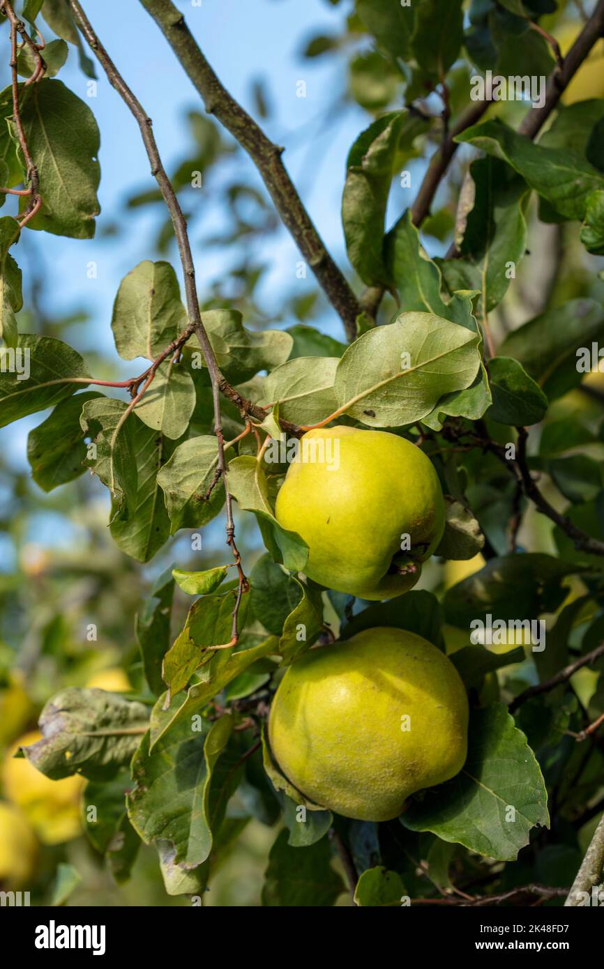 Deliciously aromatic Quince Bereczki, natural close-up food ingredient ...