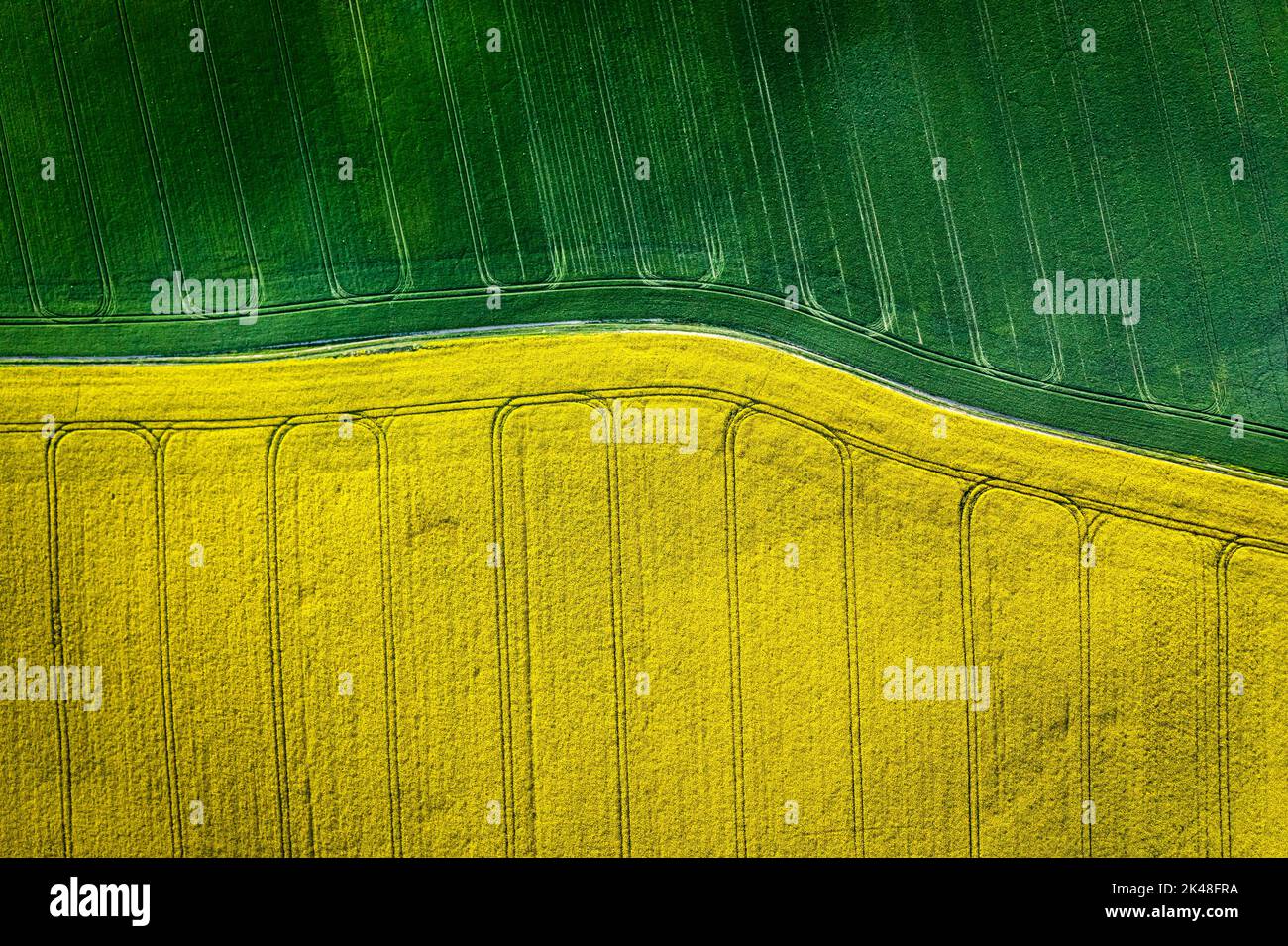 Top down view of green and yellow field in countryside. Aerial view of ...