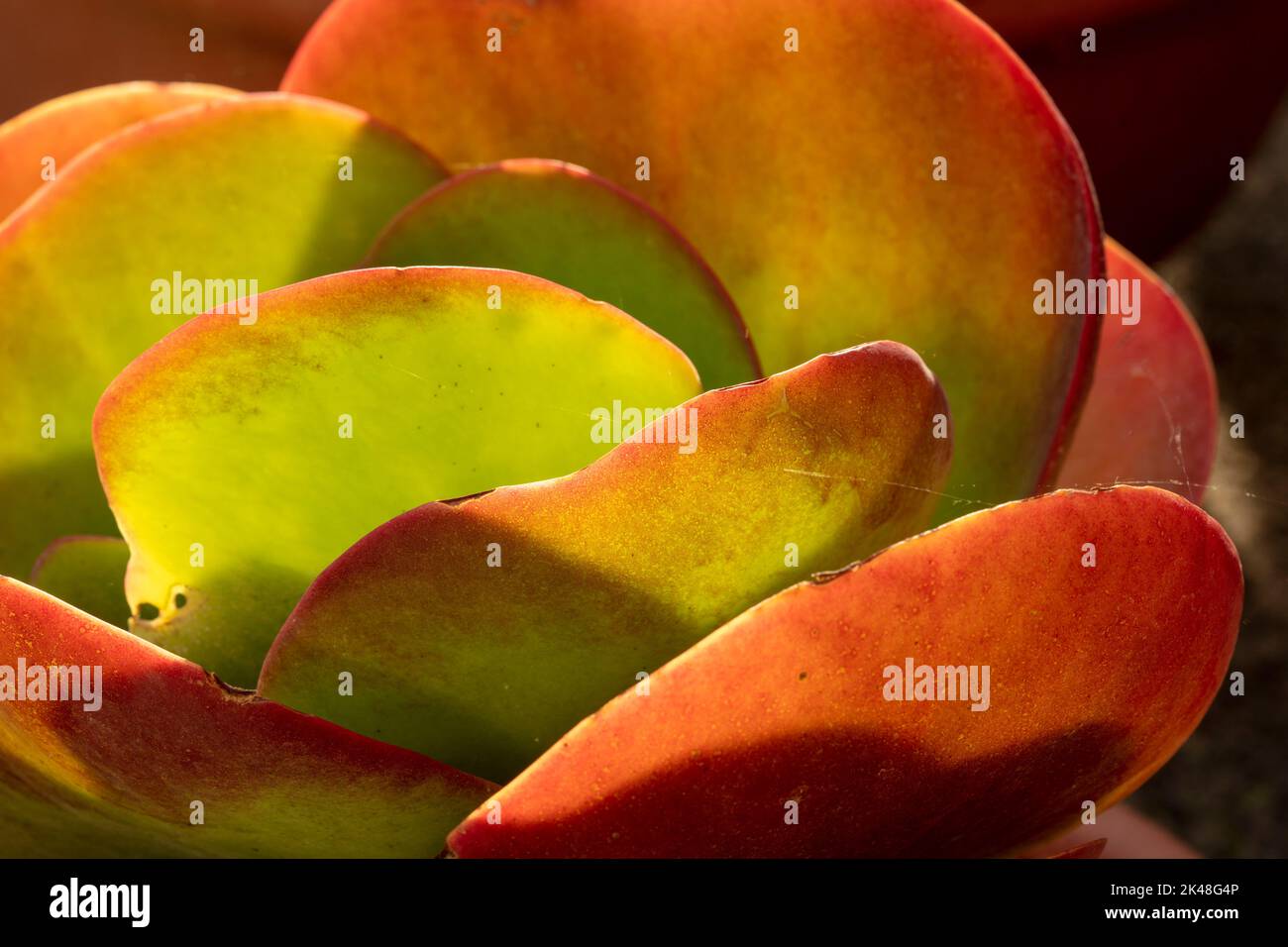 Backlit natural patterns of Desert cabbage, Geelplakkie, Plakkie ...
