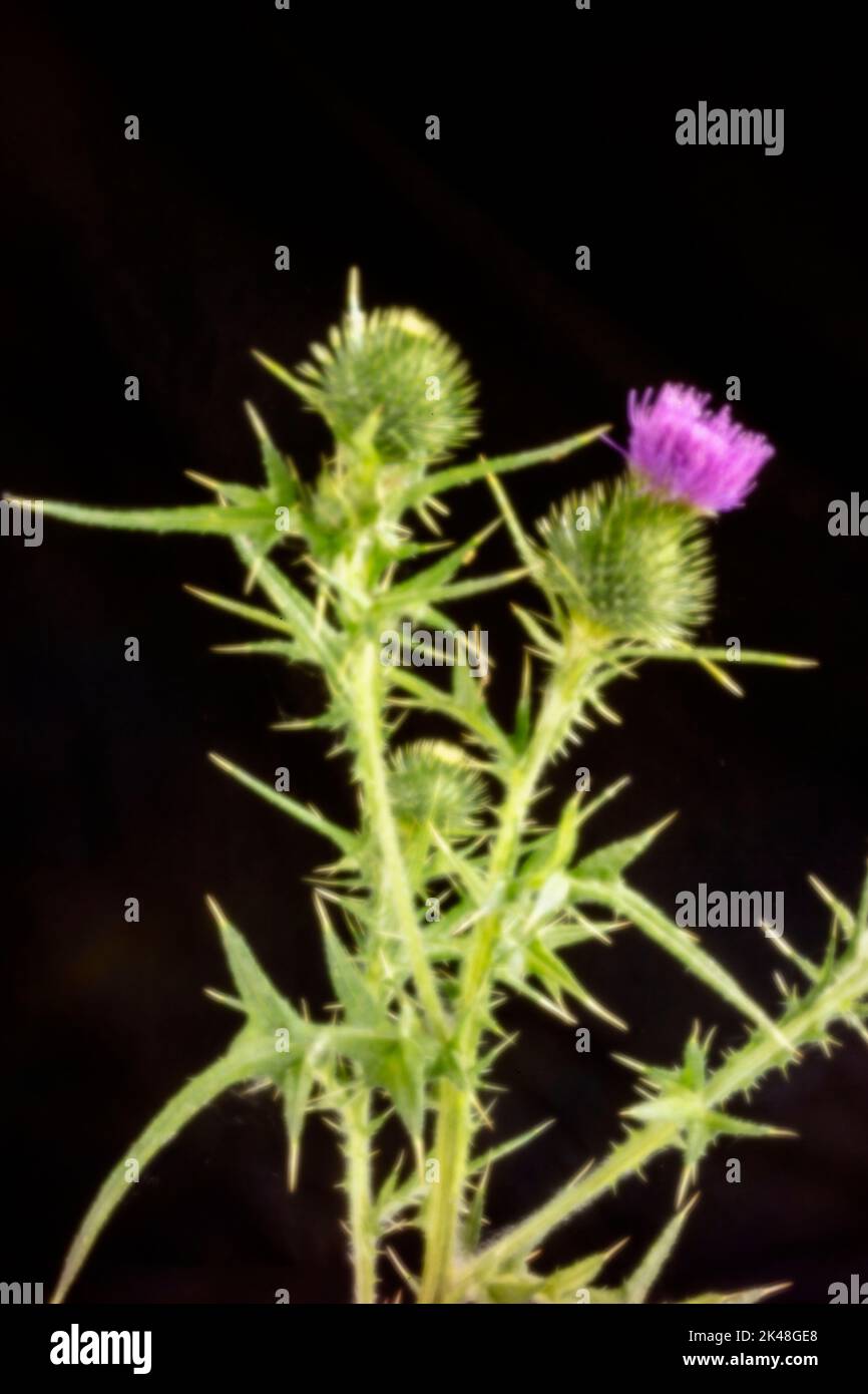 Protects from herbivores hi-res stock photography and images - Alamy