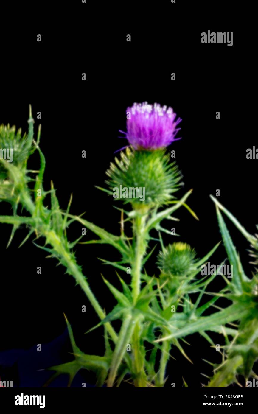 Age-defying, digital age, premium quality, eye-catching, stand-out ...