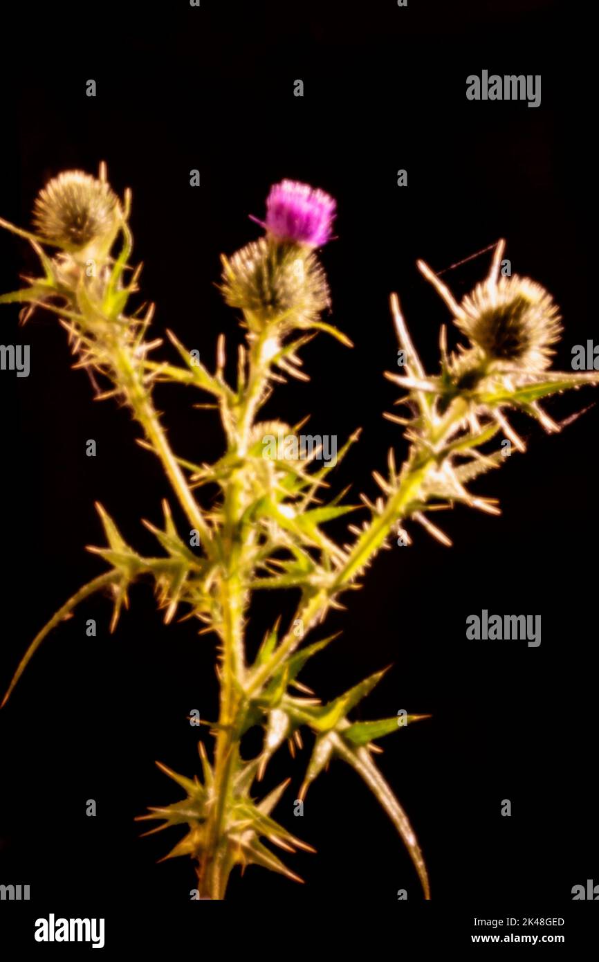 Age-defying, digital age, premium quality, eye-catching, stand-out ...