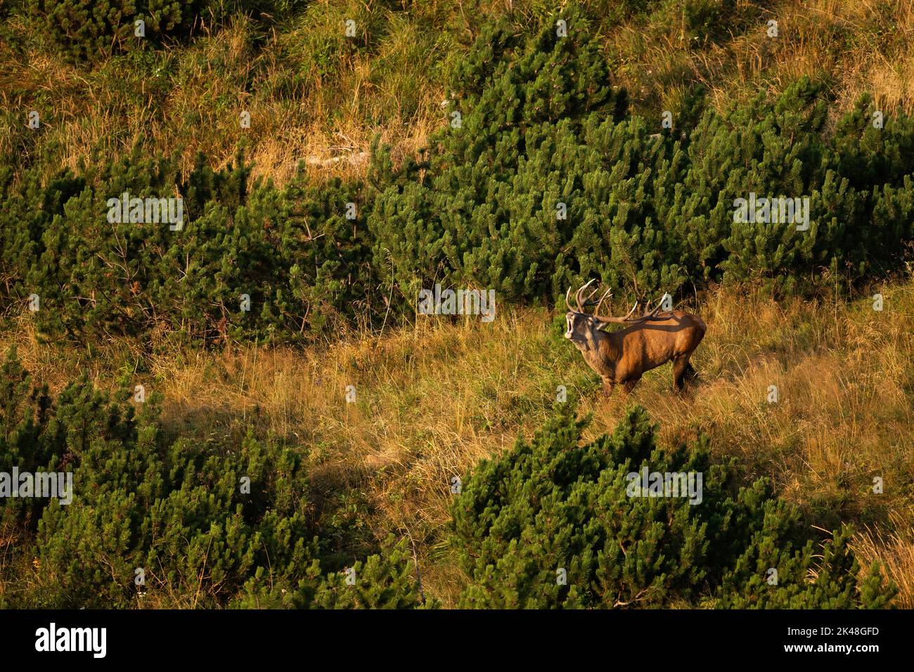 Red deer roaring among dwarf pines in rutting season in mountains Stock ...