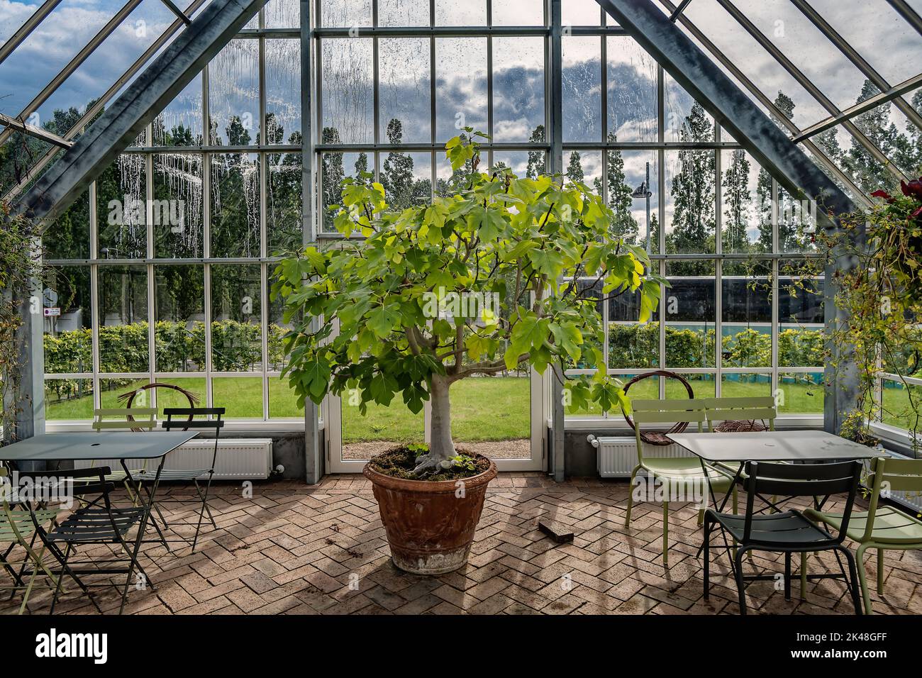Vegetable garden fig tree at the royal Danish queens castle in Graasten ...