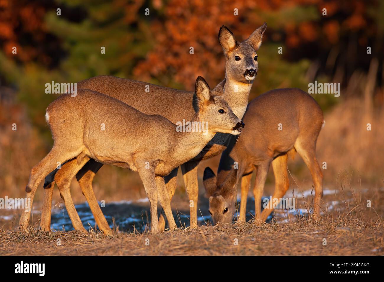 Roe deer doe with two fawns looking around on a glade in autumn Stock ...