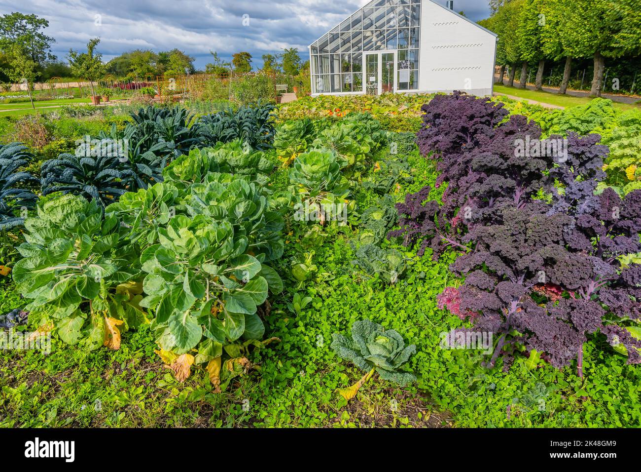 Vegetable garden with kaleat the royal Danish queens castle in Graasten ...