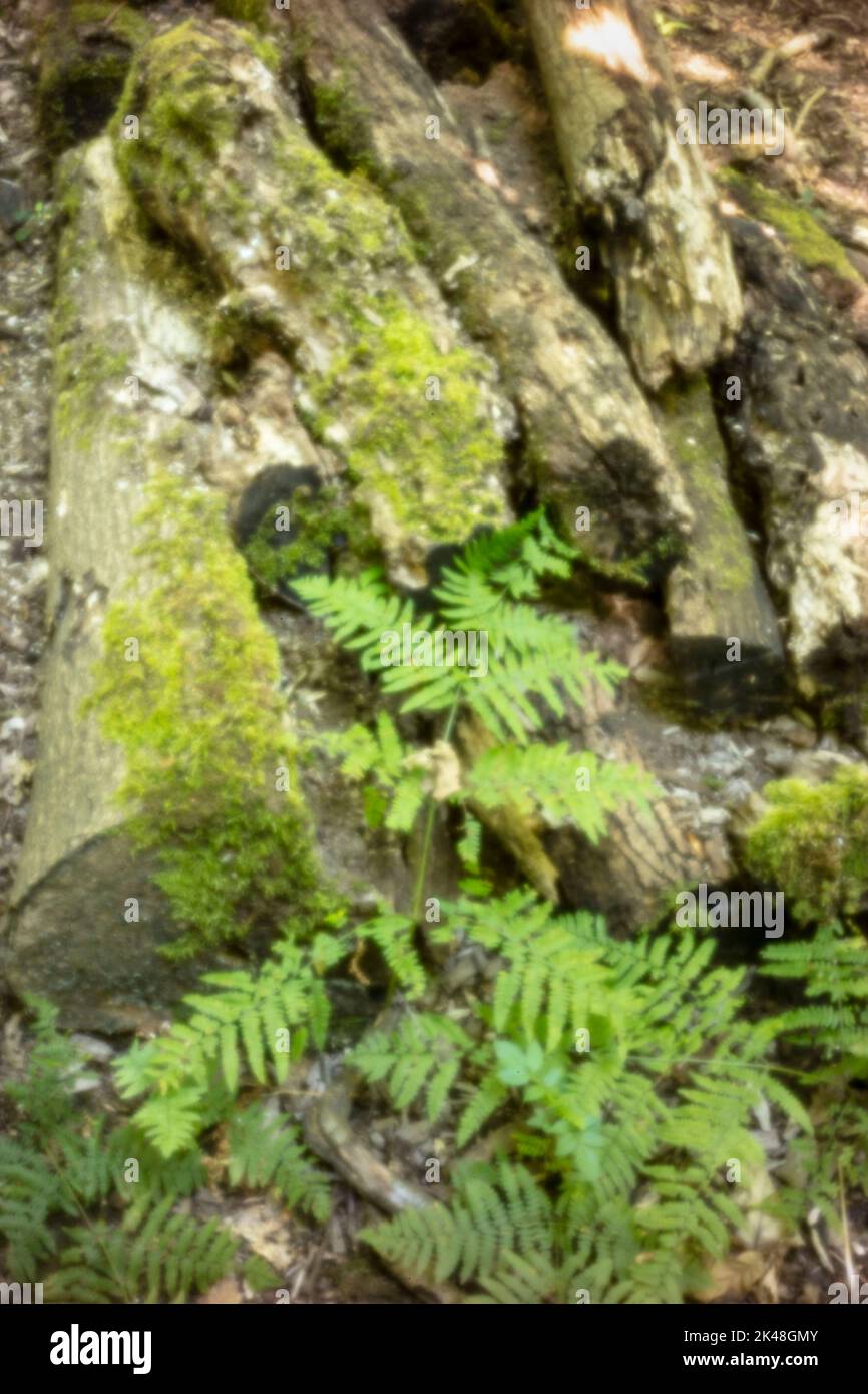 Age-defying, digital, premium, eye-catching, stand-out, high resolution ...