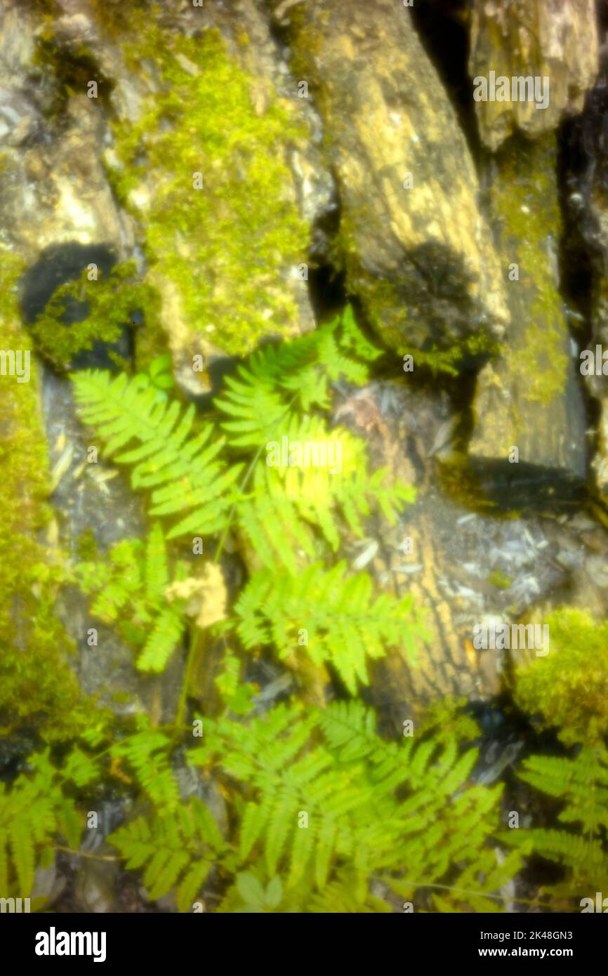 Ferns natural symmetry hi-res stock photography and images - Alamy
