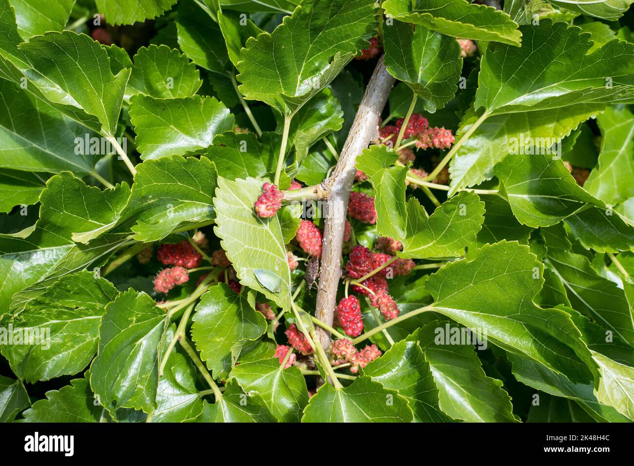 Many young brown and green marmorated stink bugs (Halyomorpha halys) on ...