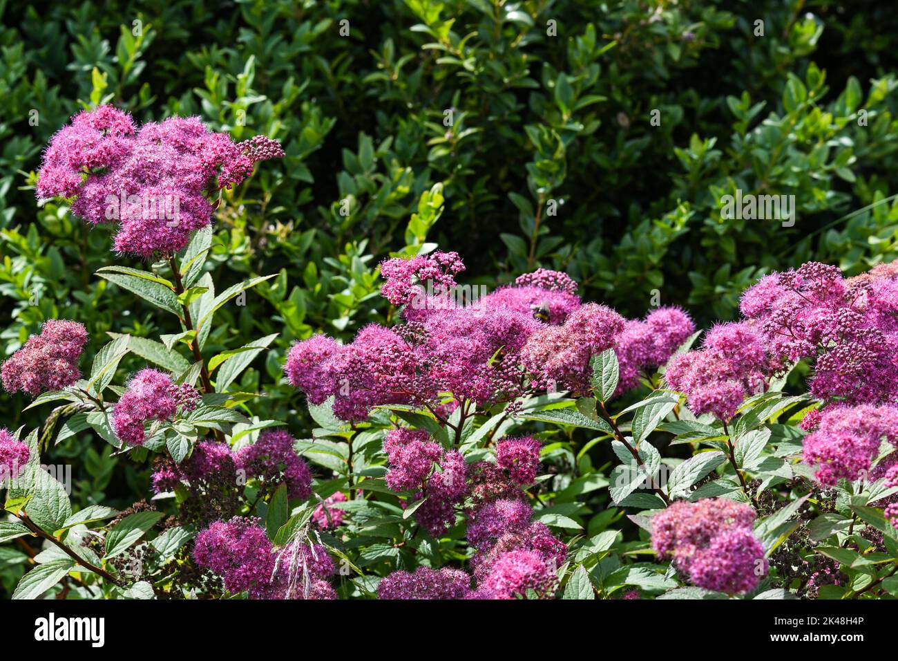 spirea flowering in summer Stock Photo - Alamy