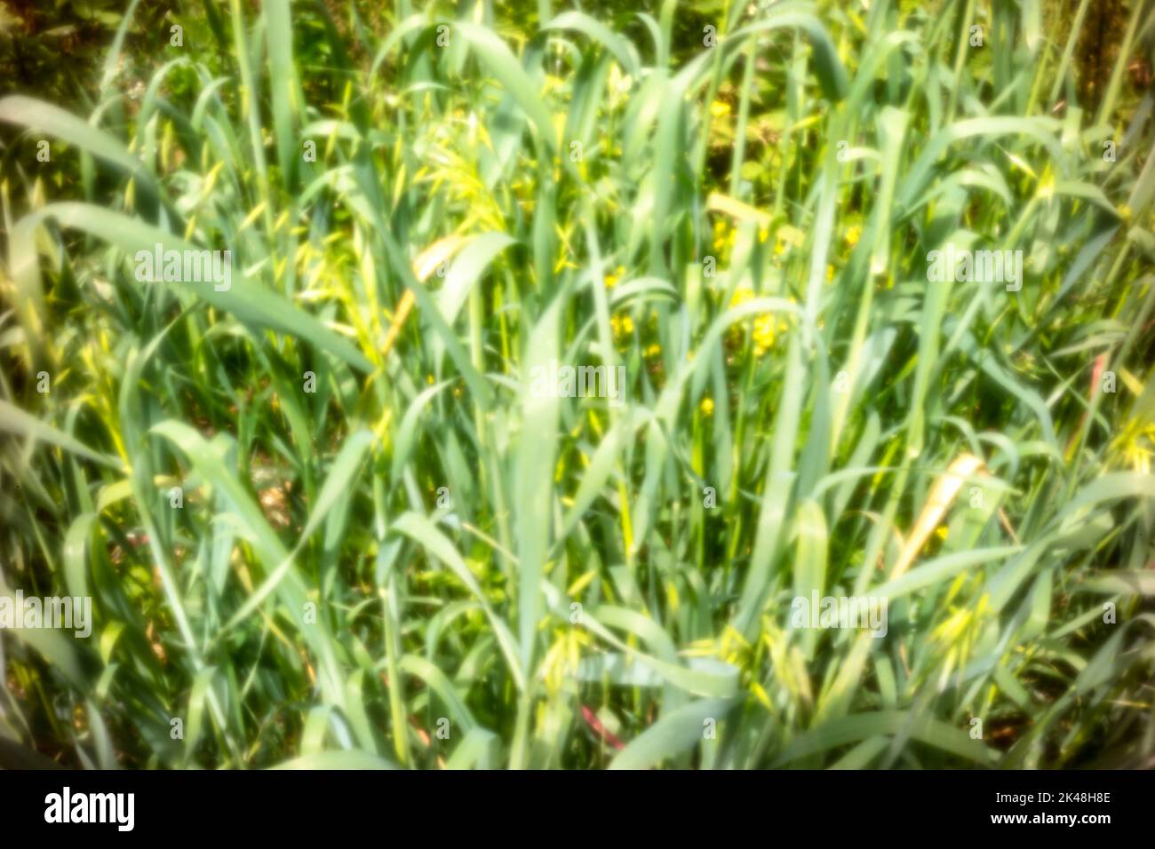 Natural close-up plant portrait of Barley and grass. Age-defying ...