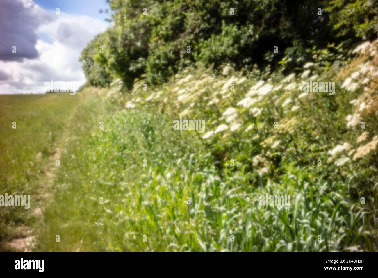 Delightful sunny hedgerow natural plants. Age-defying, digital age ...