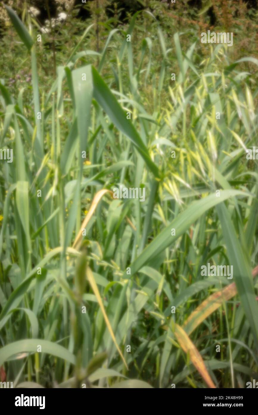 Natural close-up plant portrait of Barley and grass. Age-defying ...