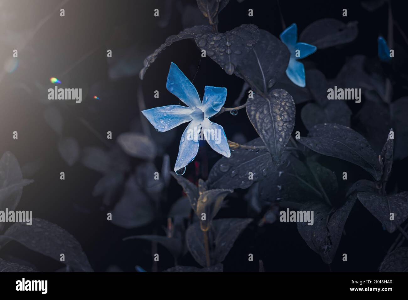Dark blue flower hi-res stock photography and images - Alamy