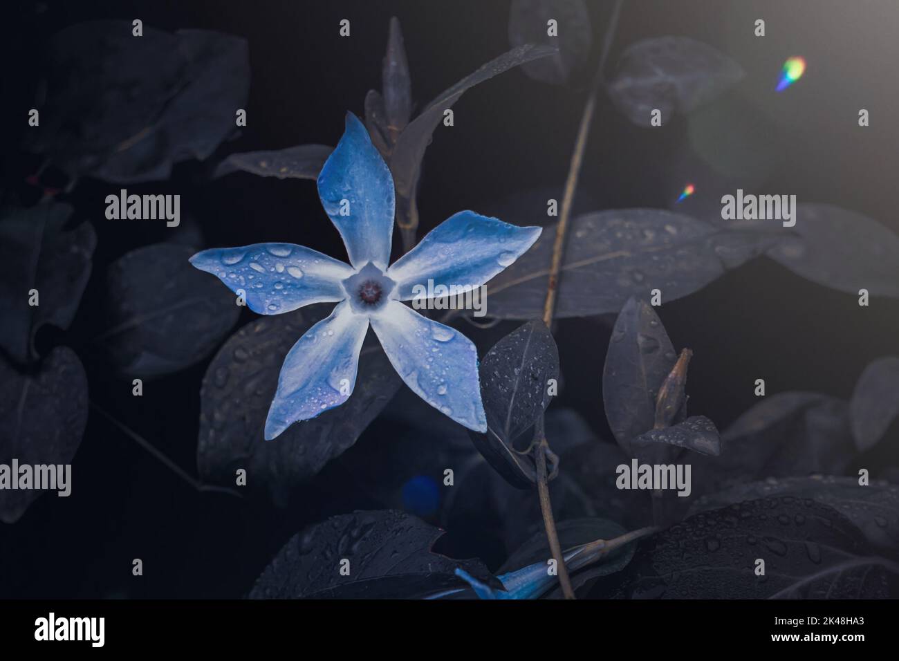 Dark blue flower with dark background hi-res stock photography and ...
