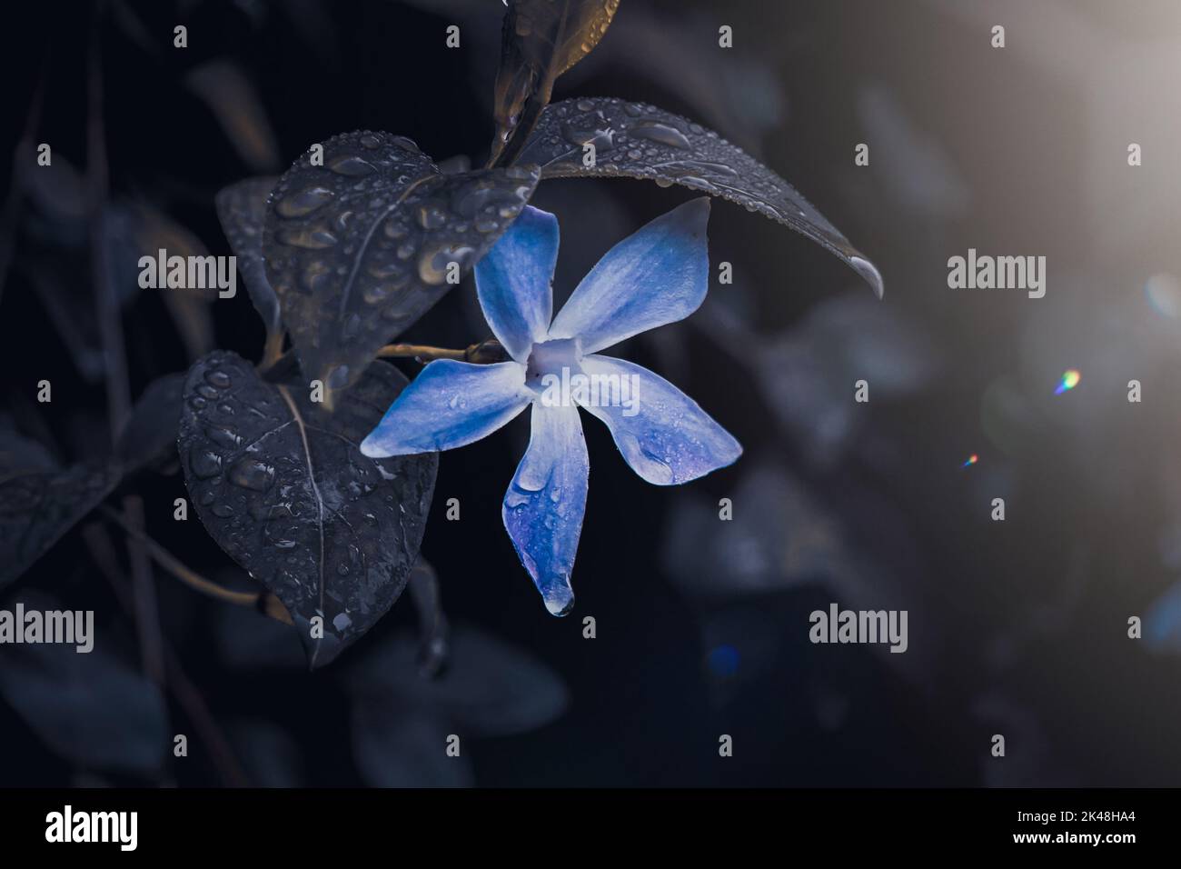romantic blue flower in the garden in springtime, dark background Stock ...