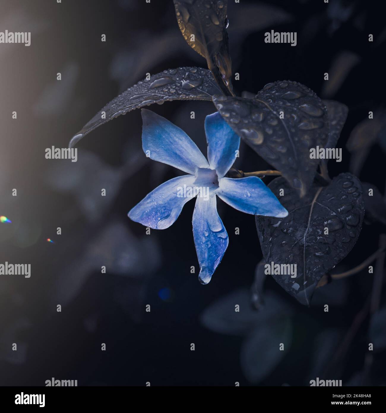romantic blue flower in the garden in springtime, dark background Stock ...