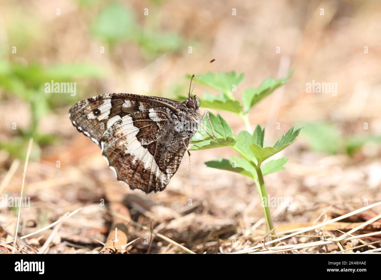 Grayling butterfly caterpillar hi-res stock photography and images - Alamy