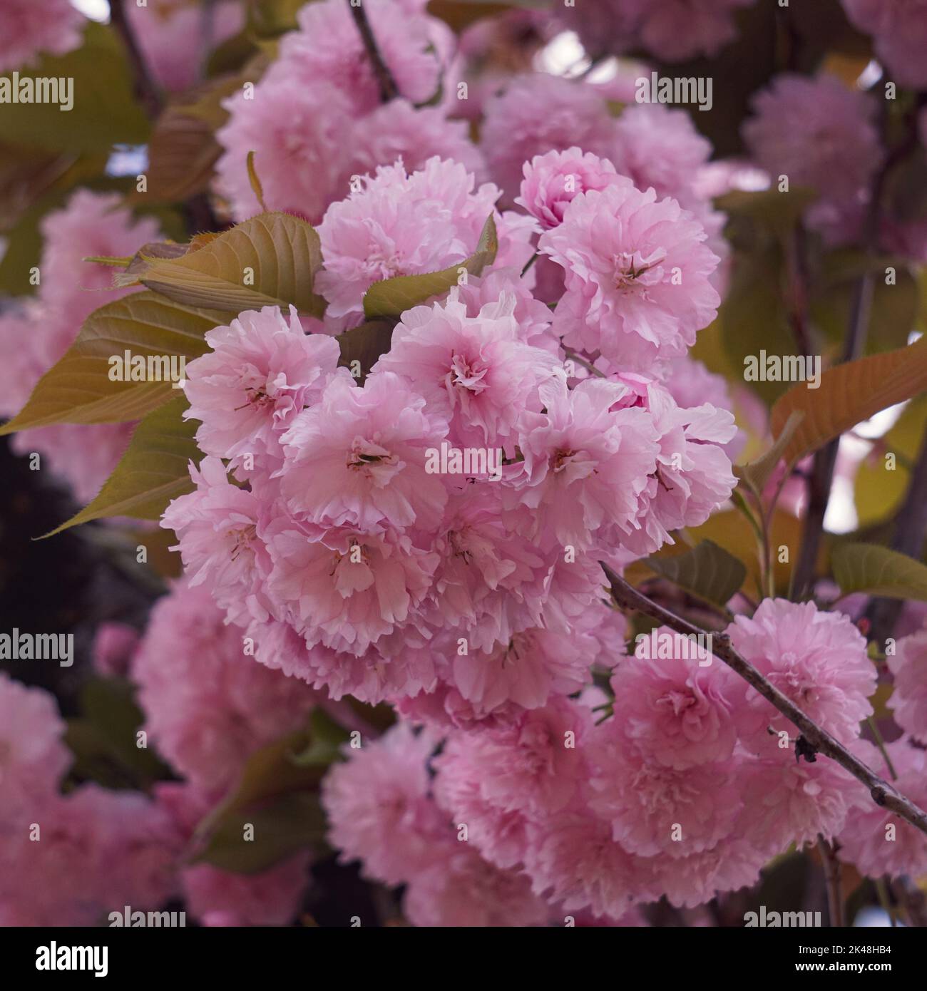 beautiful pink flowers in springtime, pink background Stock Photo - Alamy