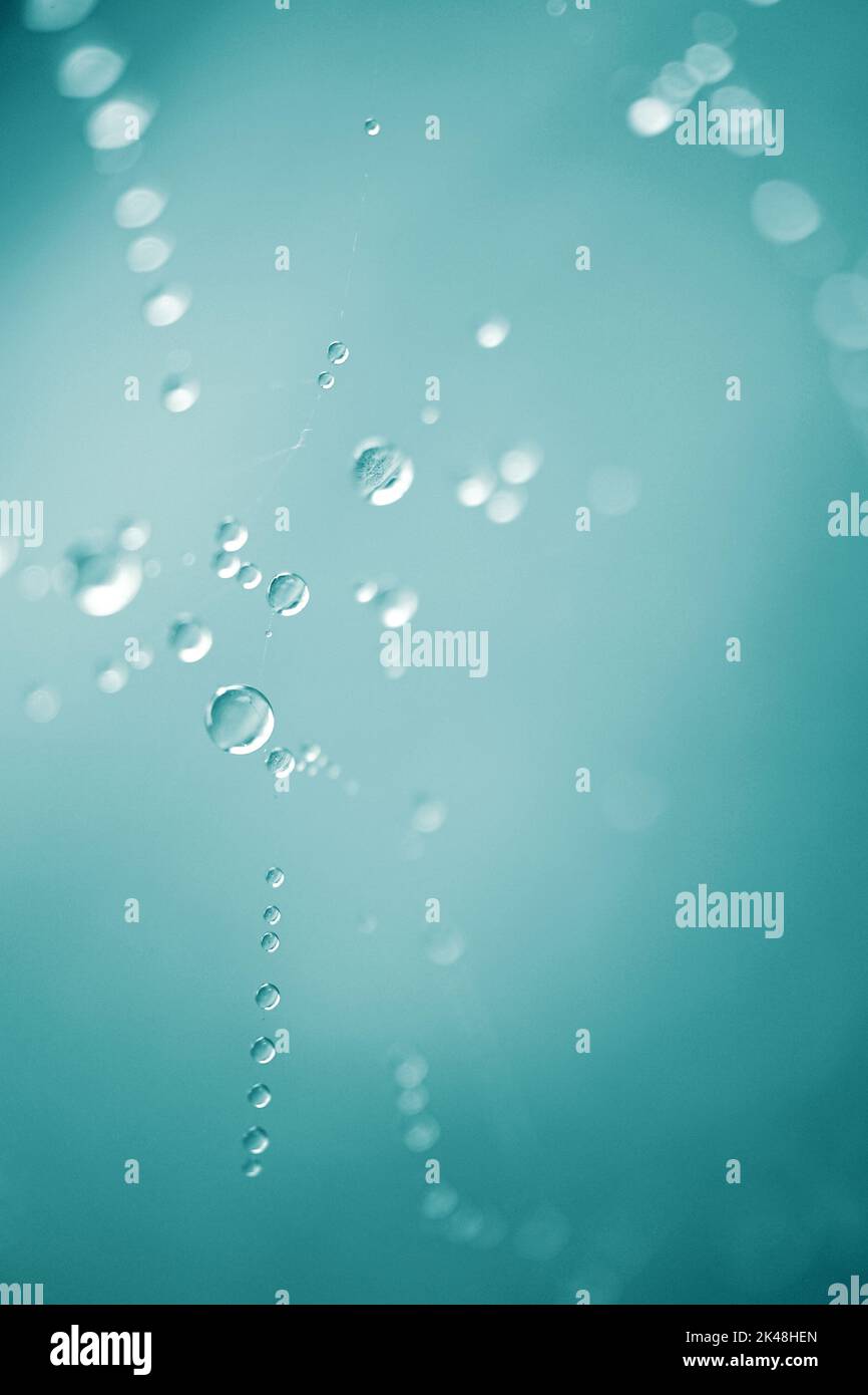 Blue spider web hi-res stock photography and images - Alamy