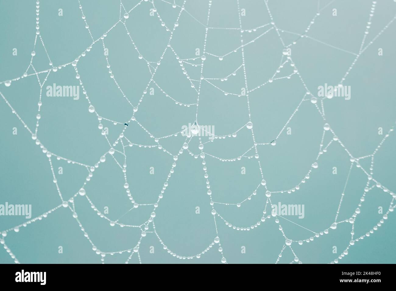 Blue spider web hi-res stock photography and images - Alamy