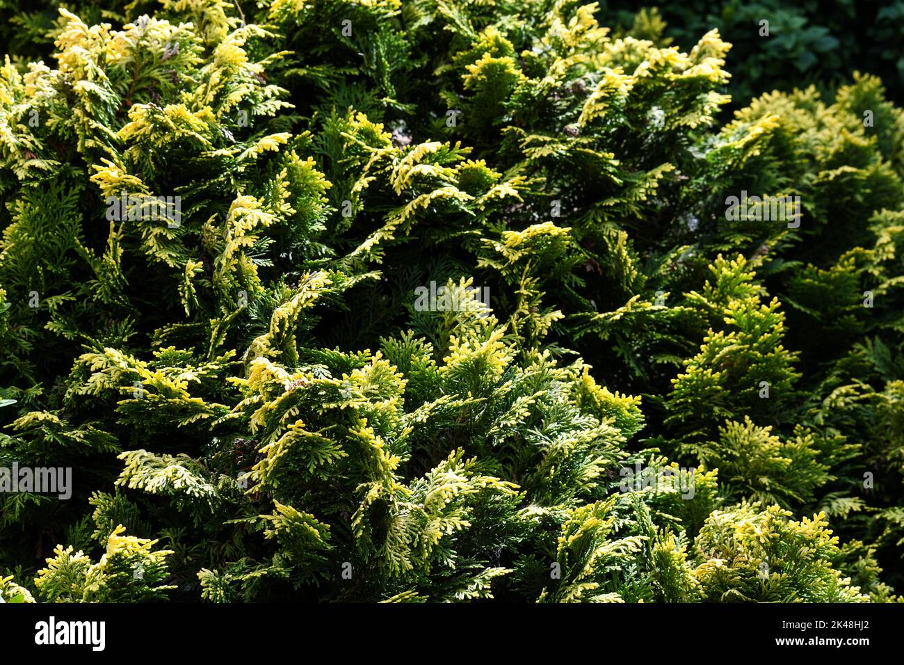 Conifer garden hi-res stock photography and images - Alamy