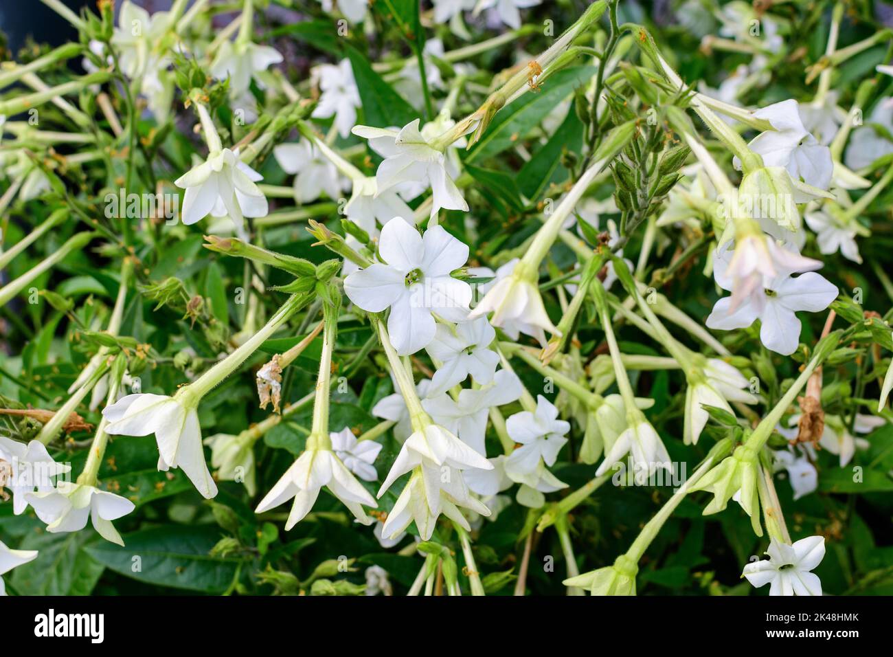 Many delicate white flowers of Nicotiana alata plant, commonly known as ...