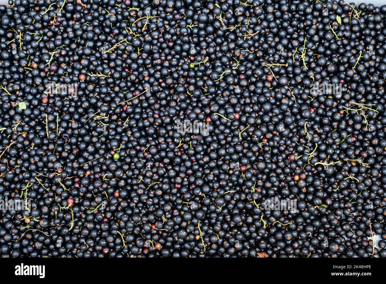 Large harvest of organic grown Blackcurrant or cassis fruits in a ...