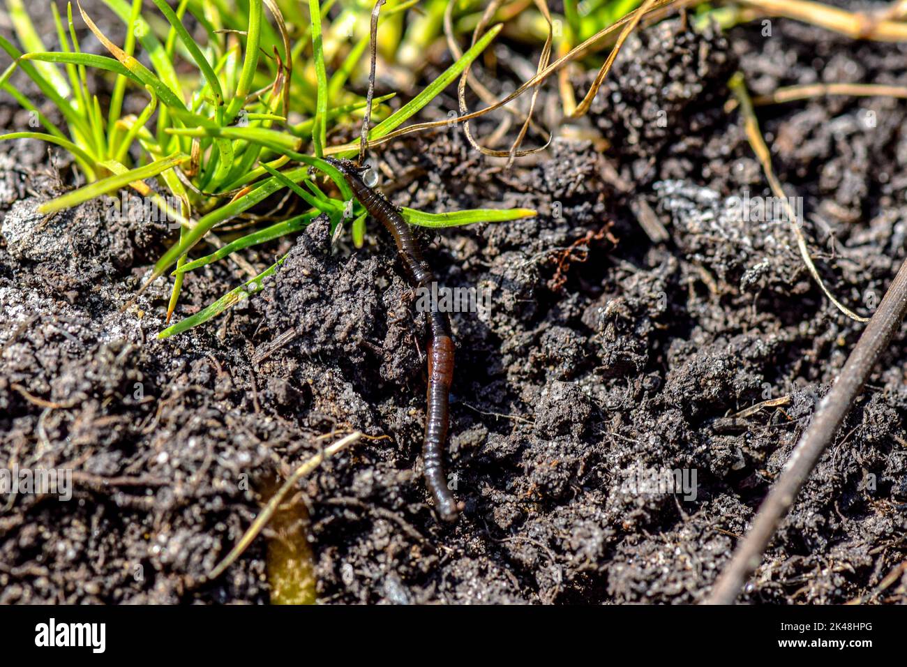 Earth worm soil hi-res stock photography and images - Alamy